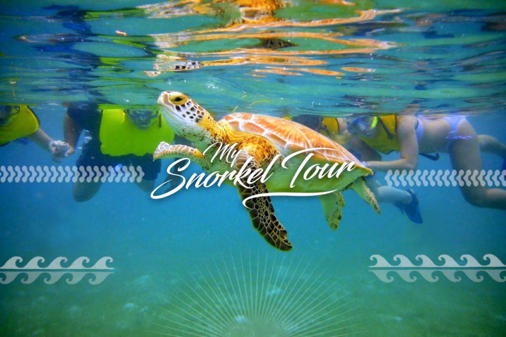 Sea Turtles around Cancun and The Riviera Maya (2024)